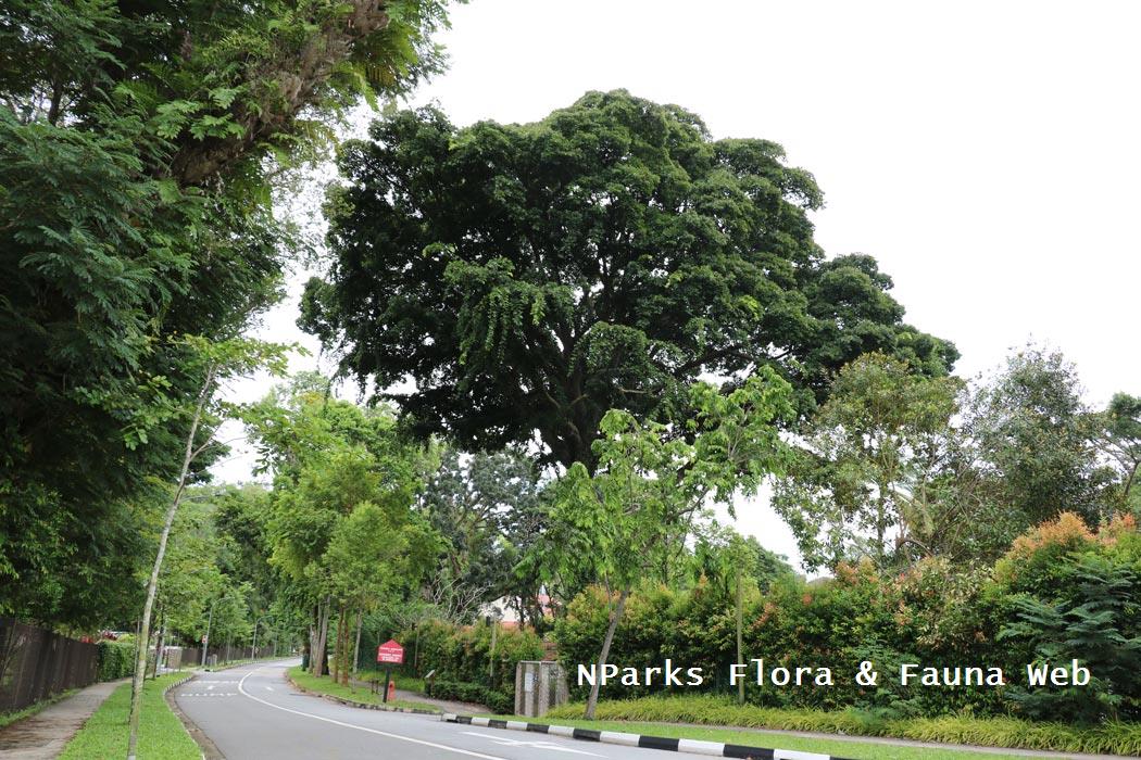 NParks | Sindora × changiensis