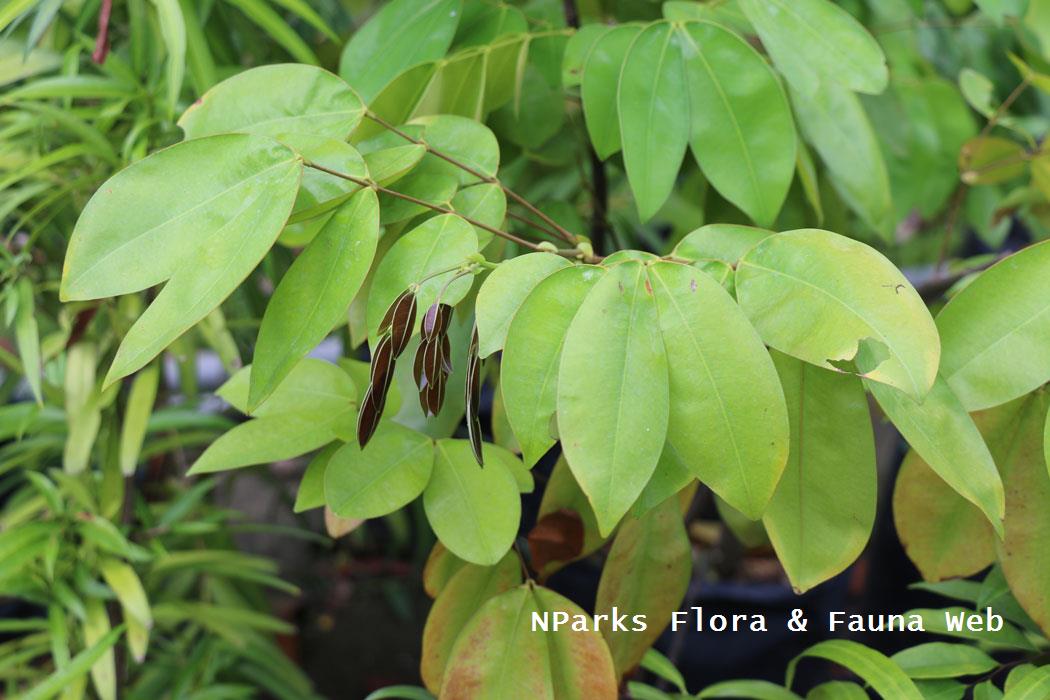 NParks | Sindora × changiensis