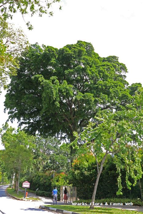 NParks | Sindora × changiensis