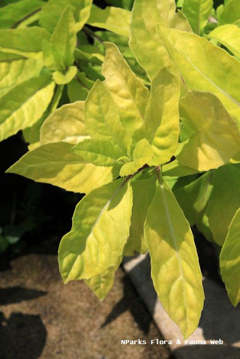 NParks | Gynura procumbens