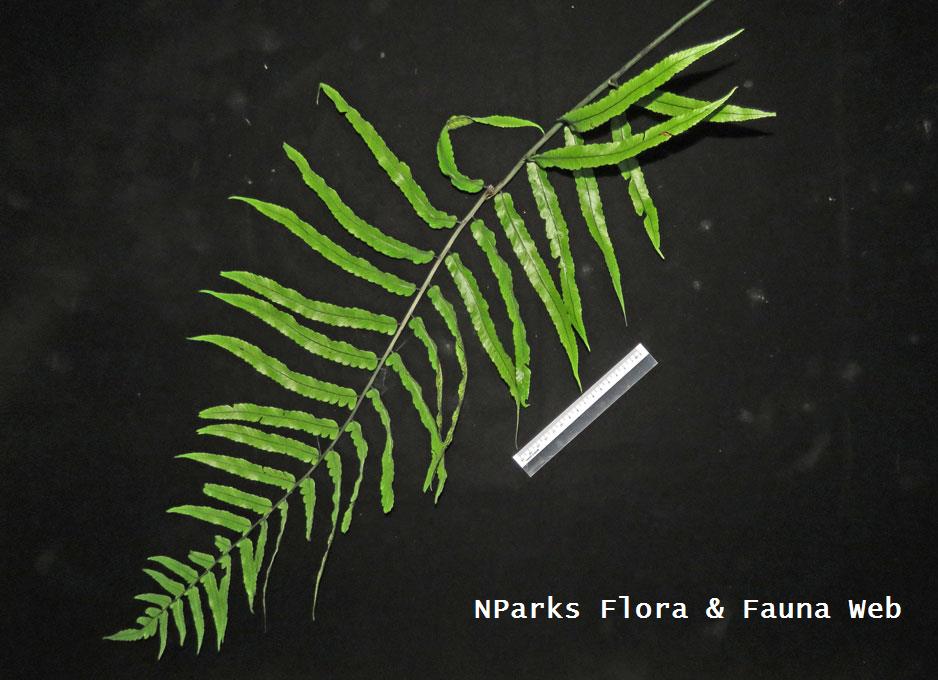 NParks | Diplazium esculentum