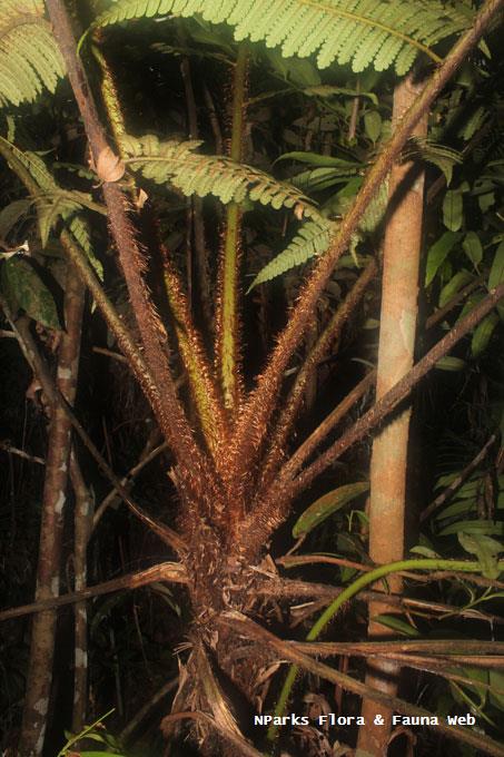 NParks | Sphaeropteris trichodesma