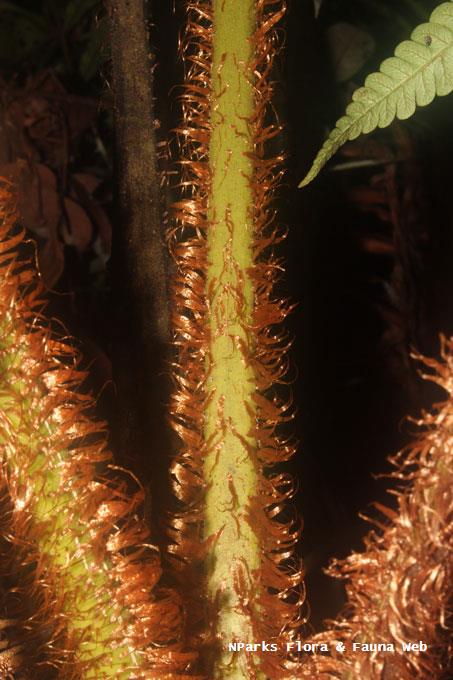 NParks | Sphaeropteris trichodesma