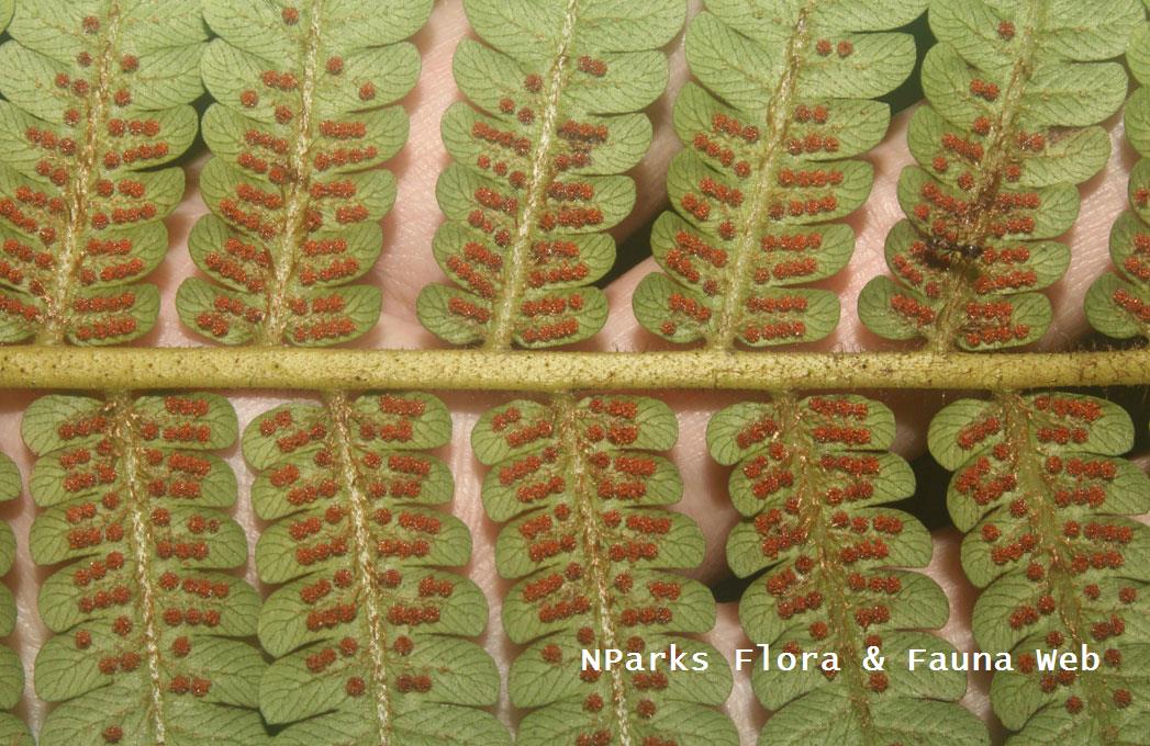 NParks | Sphaeropteris trichodesma