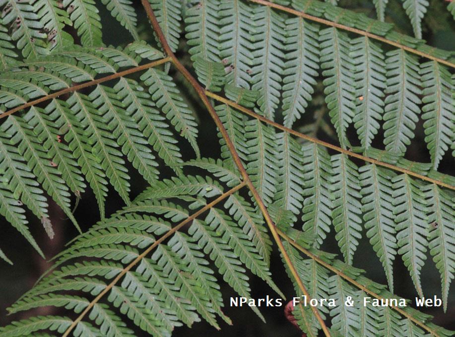 NParks | Sphaeropteris trichodesma