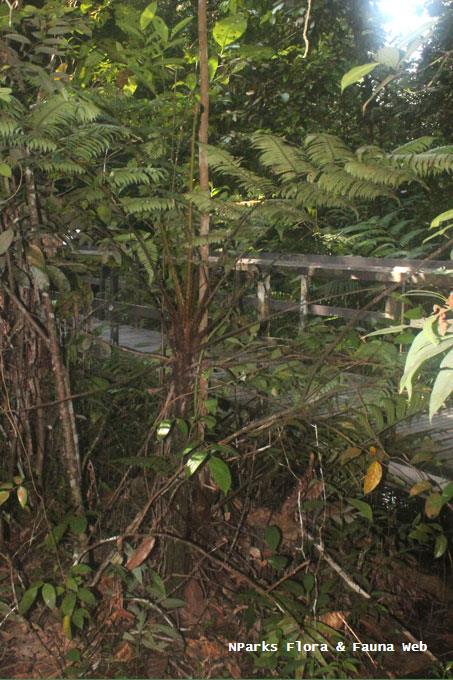 NParks | Sphaeropteris trichodesma