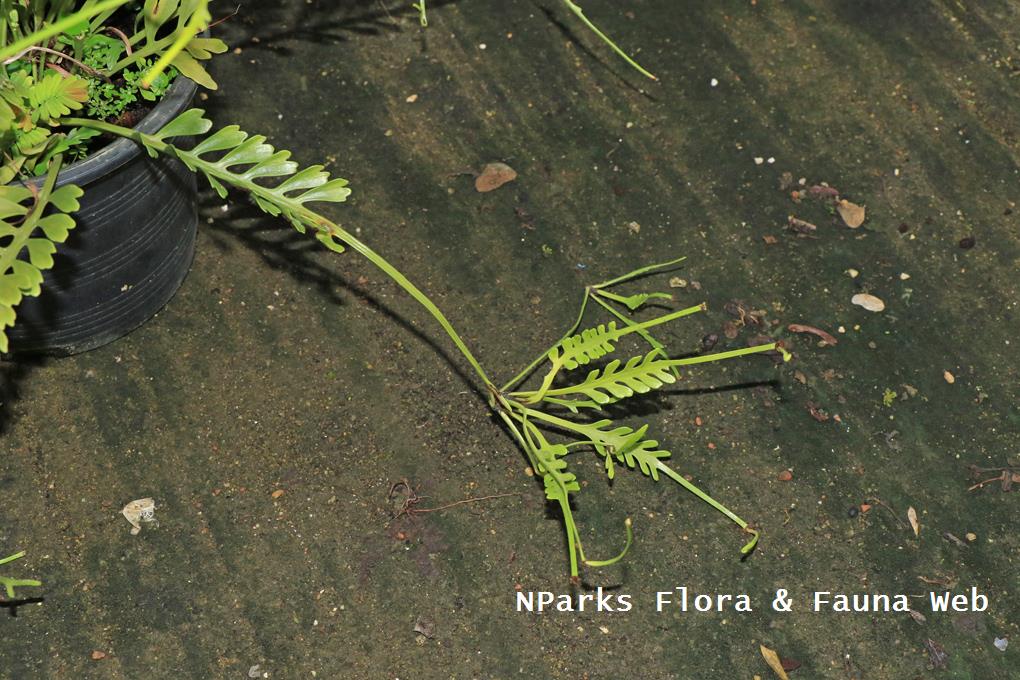 NParks | Asplenium × kenzoi