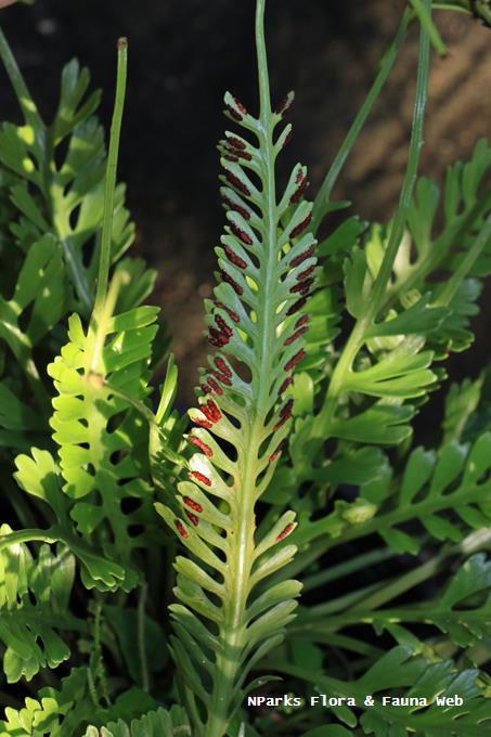 NParks | Asplenium × kenzoi