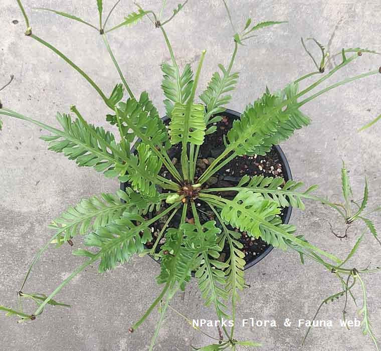 NParks | Asplenium nidus