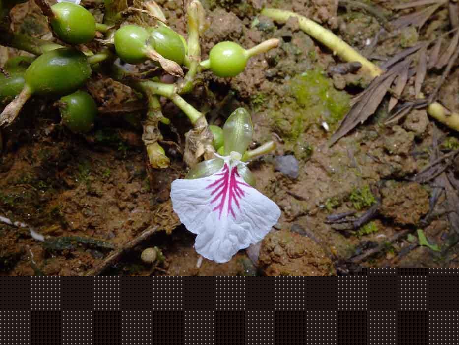 NParks | Elettaria cardamomum