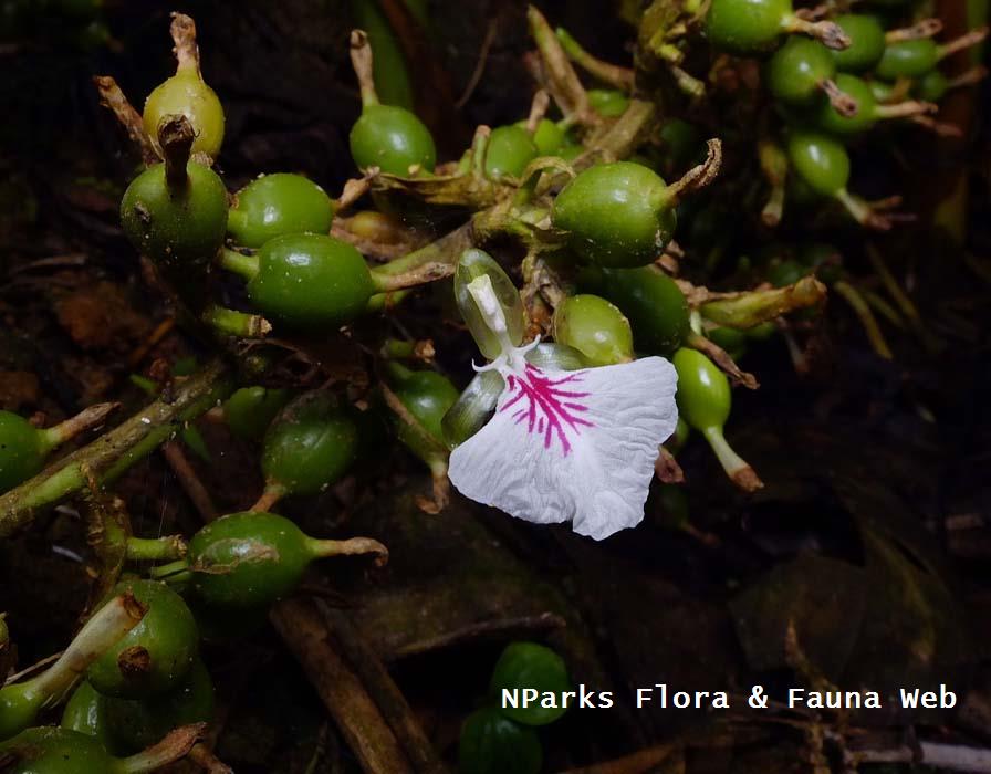 NParks | Elettaria cardamomum