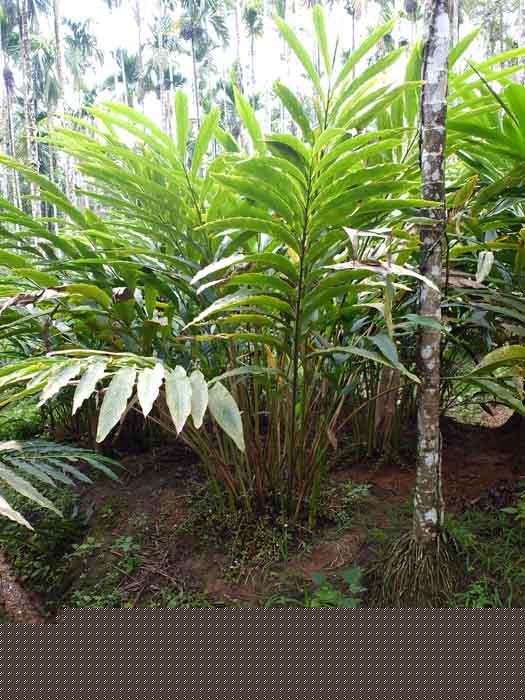 NParks | Elettaria cardamomum