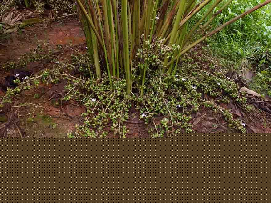 NParks | Elettaria cardamomum