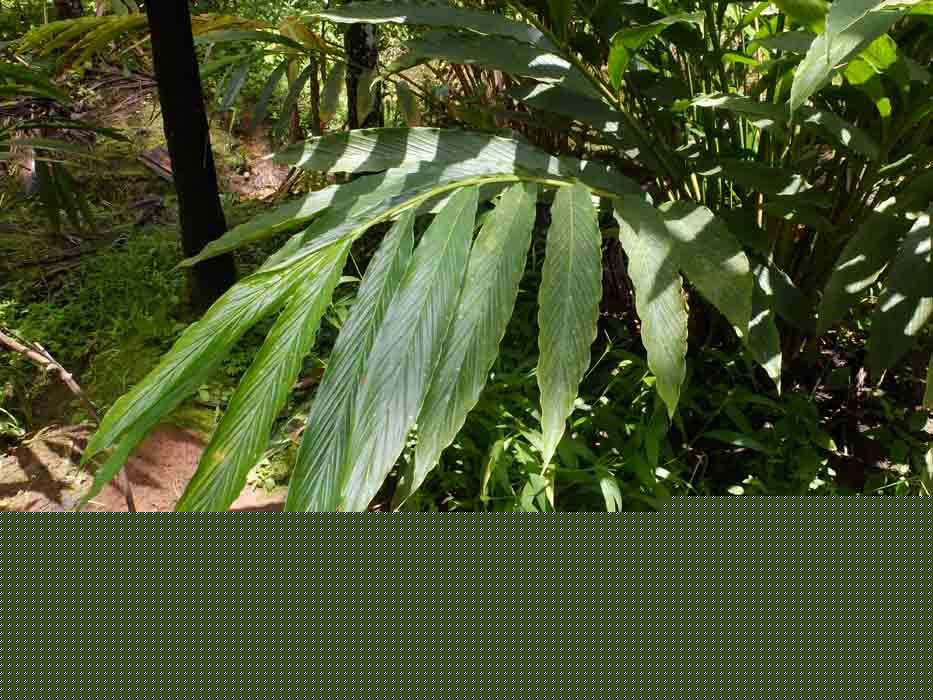 NParks | Elettaria cardamomum