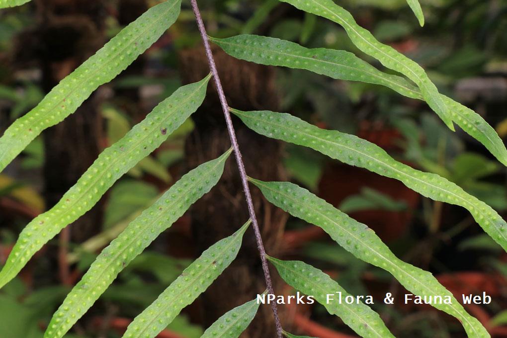 NParks | Drynaria rigidula