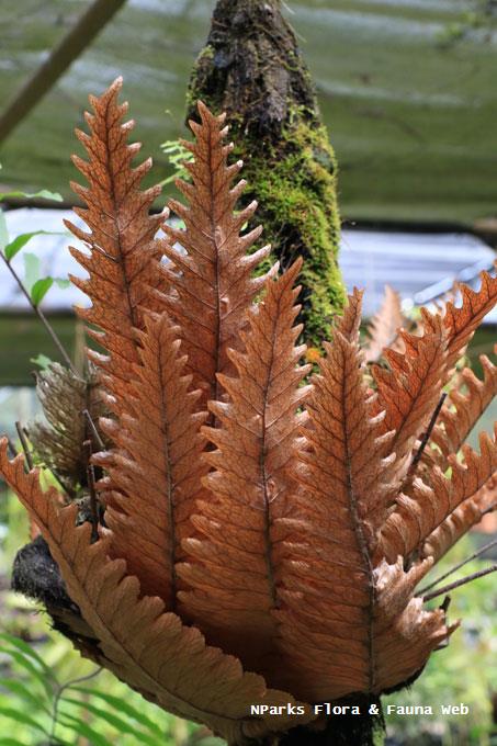 NParks | Drynaria rigidula