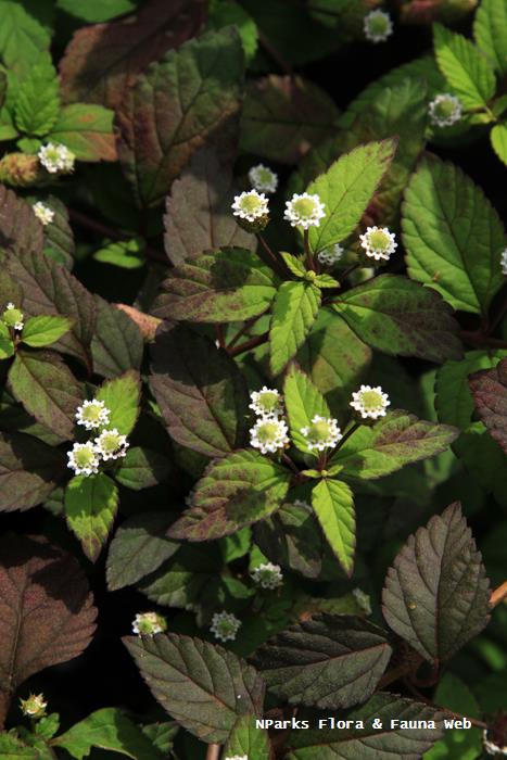 NParks | Lippia dulcis