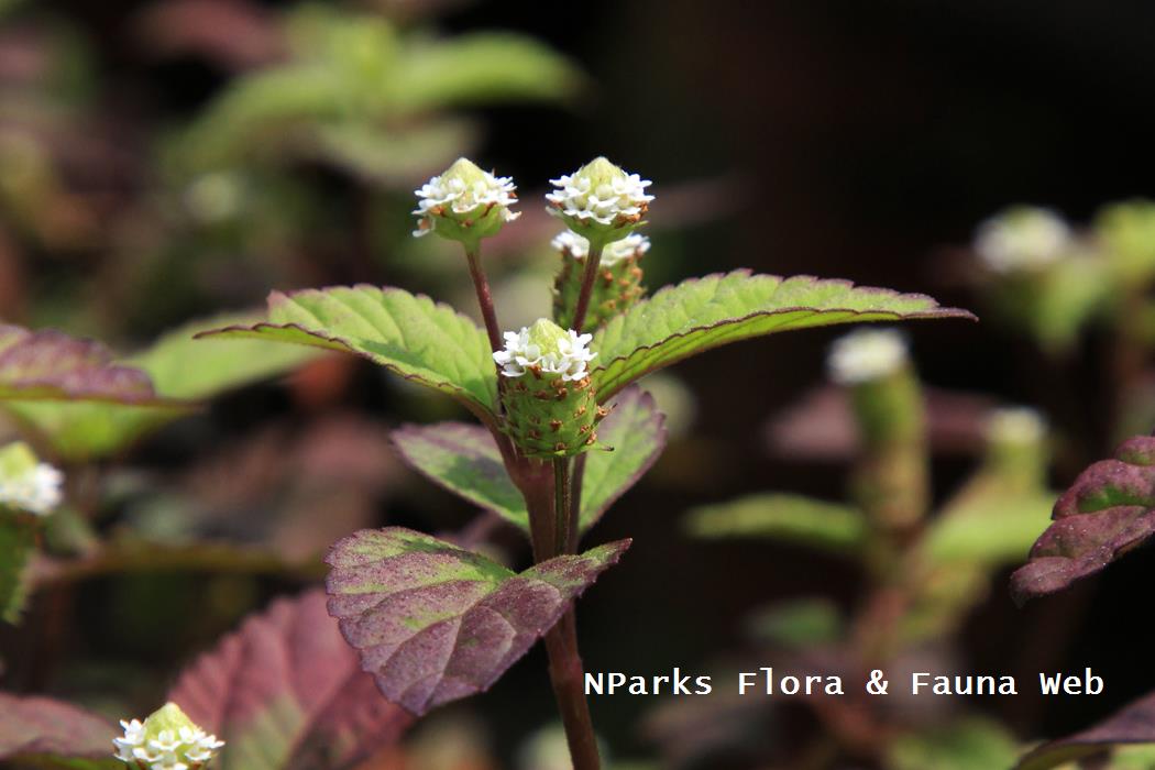 NParks | Lippia dulcis