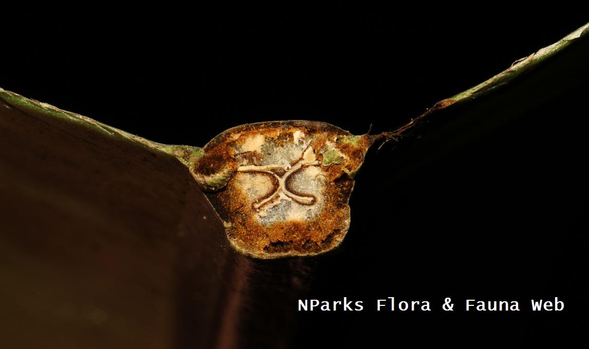 NParks | Asplenium nidus var musifolium