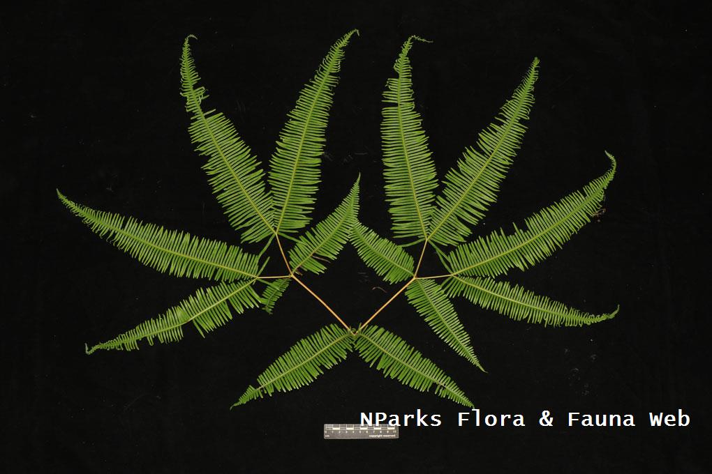 NParks | Dicranopteris curranii