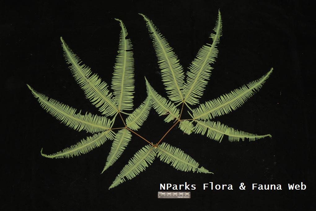 NParks | Dicranopteris curranii