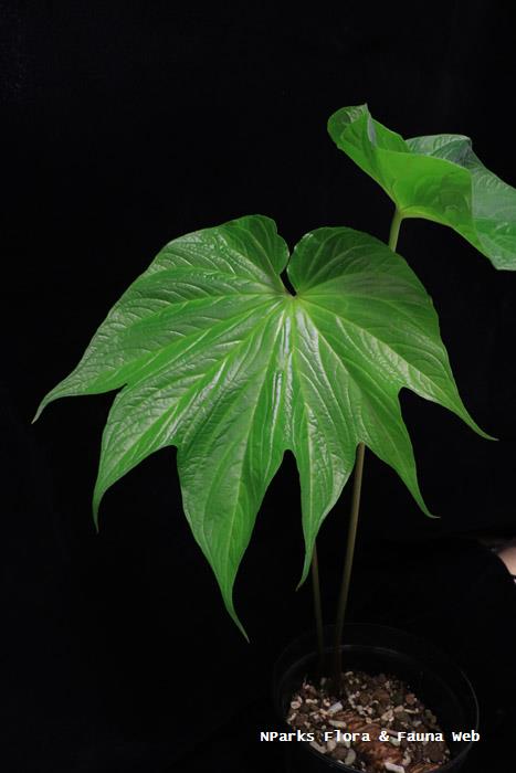 NParks | Tacca cristata