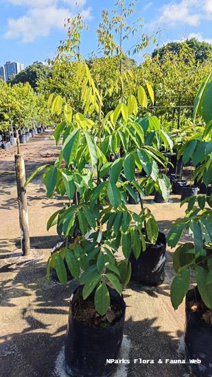 NParks | Ormosia robusta