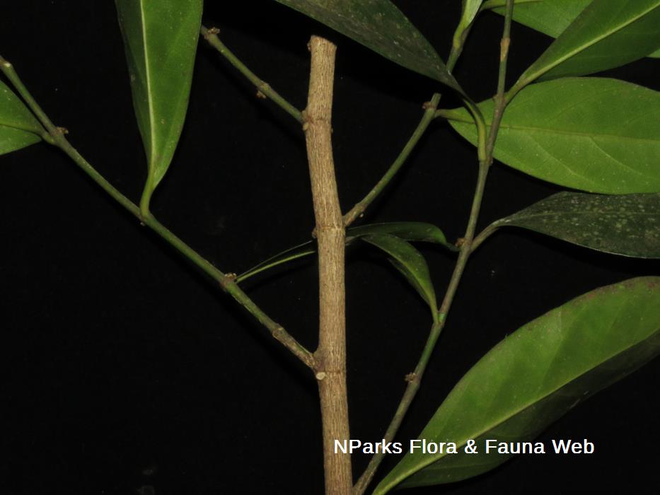 NParks | Suregada glomerulata