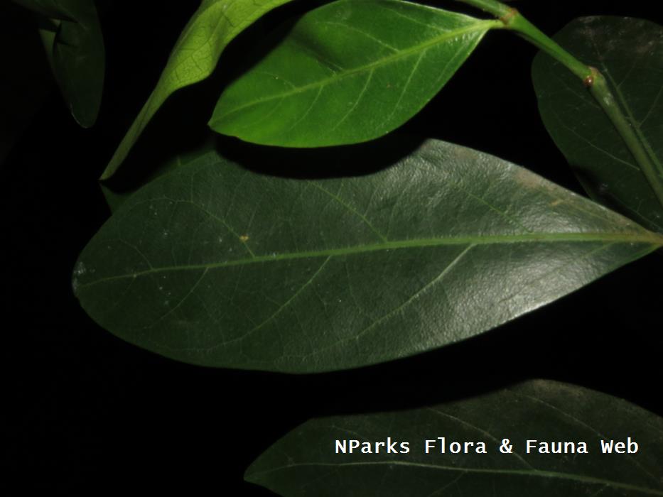 NParks | Suregada glomerulata