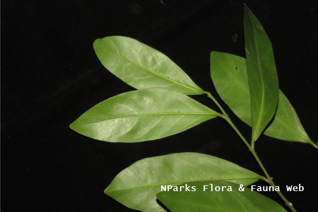 NParks | Suregada glomerulata