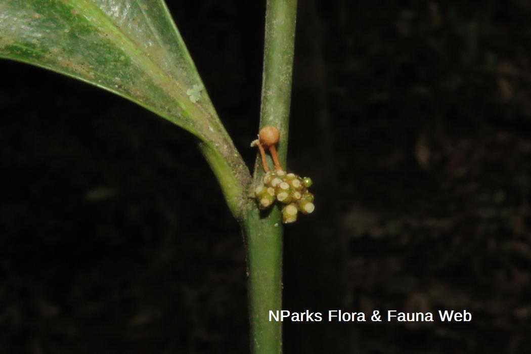 NParks | Suregada glomerulata