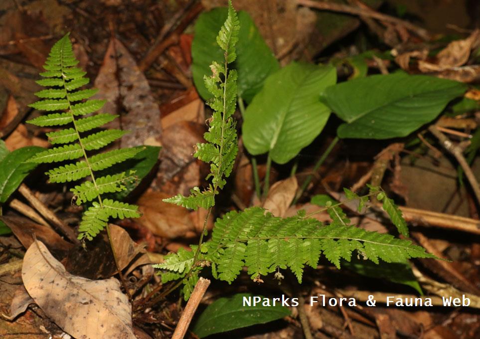 NParks | Diplazium tomentosum