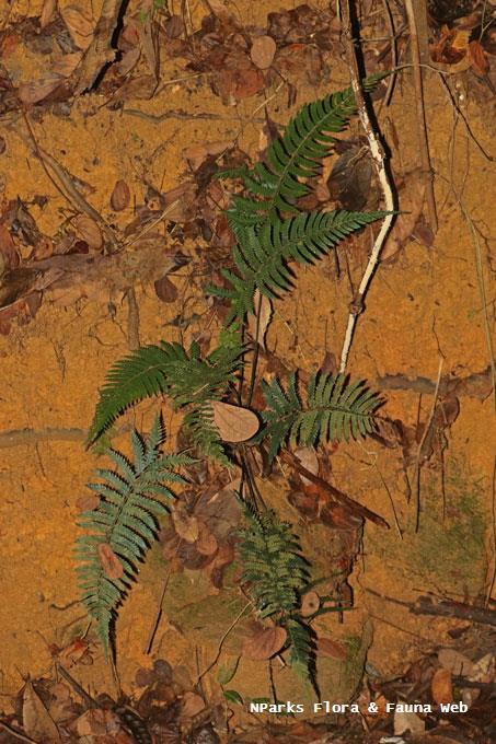 NParks | Diplazium tomentosum