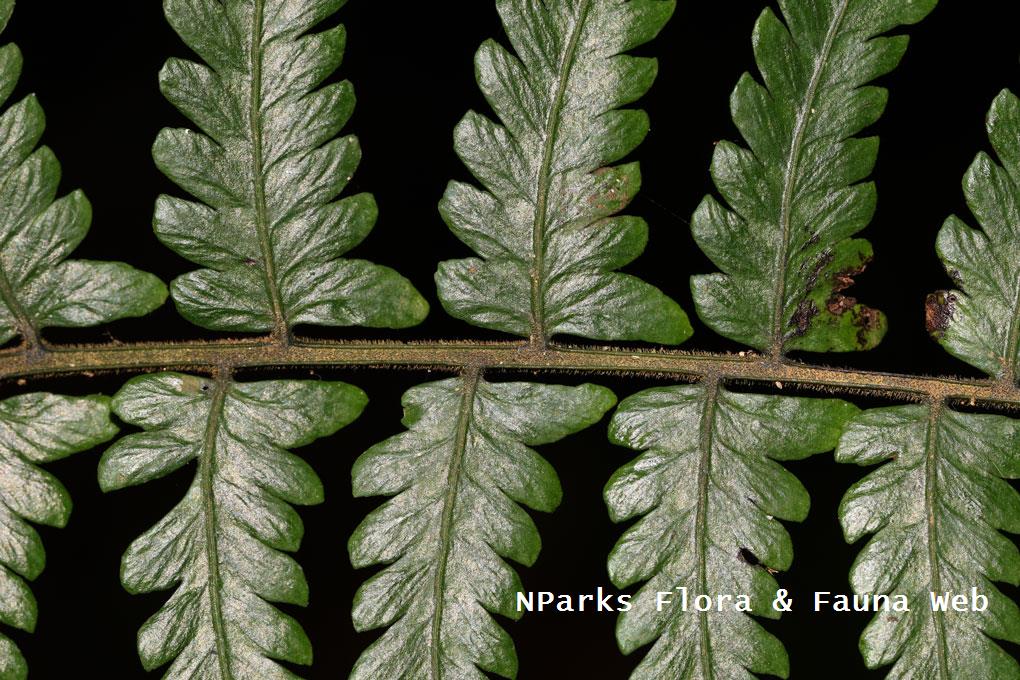 NParks | Diplazium tomentosum