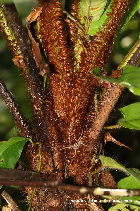 NParks | Sphaeropteris squamulata