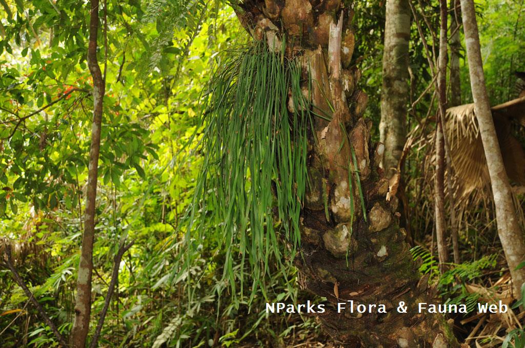 NParks | Haplopteris ensiformis