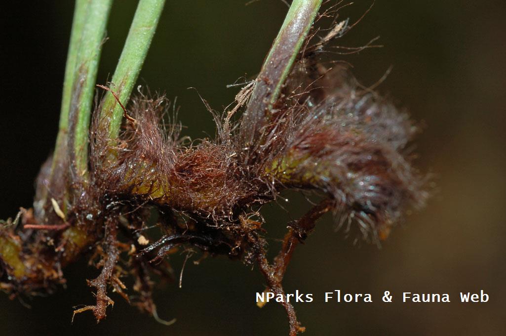 NParks | Haplopteris elongata