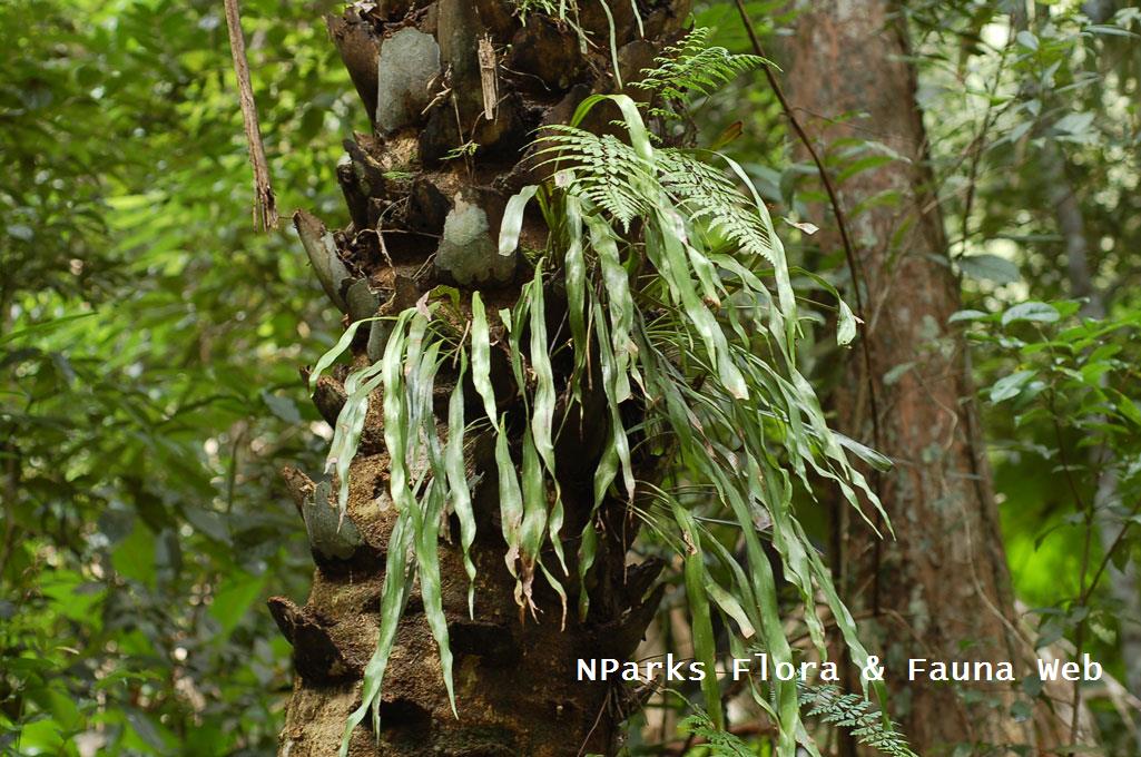 NParks | Haplopteris elongata