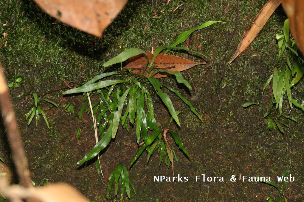 NParks | Haplopteris elongata