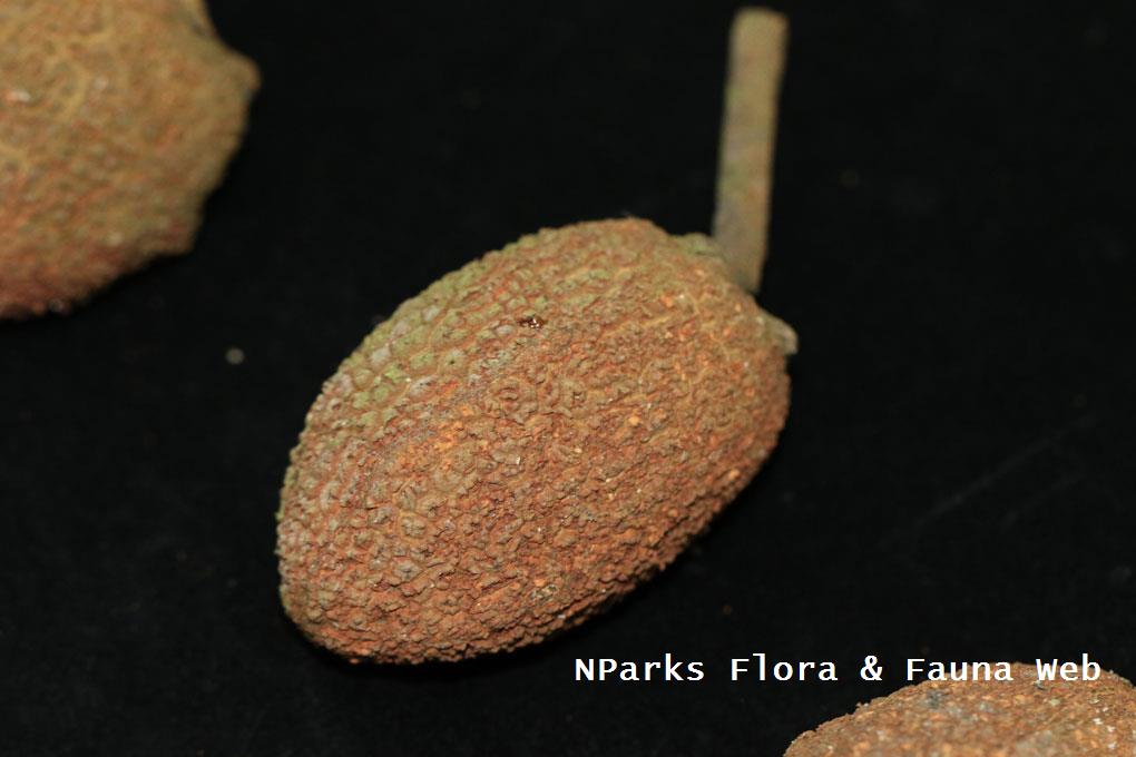 NParks | Vatica yeechongii