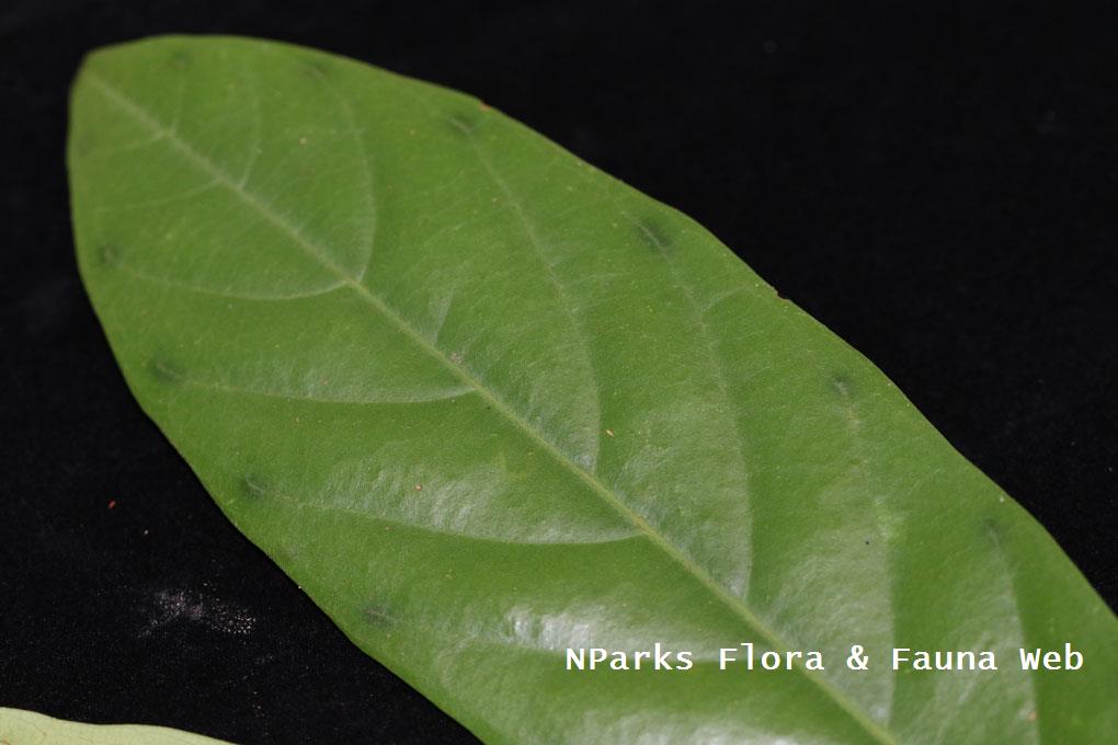 NParks | Vatica ridleyana