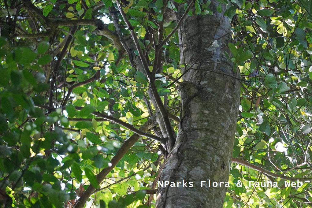 NParks | Vatica ridleyana