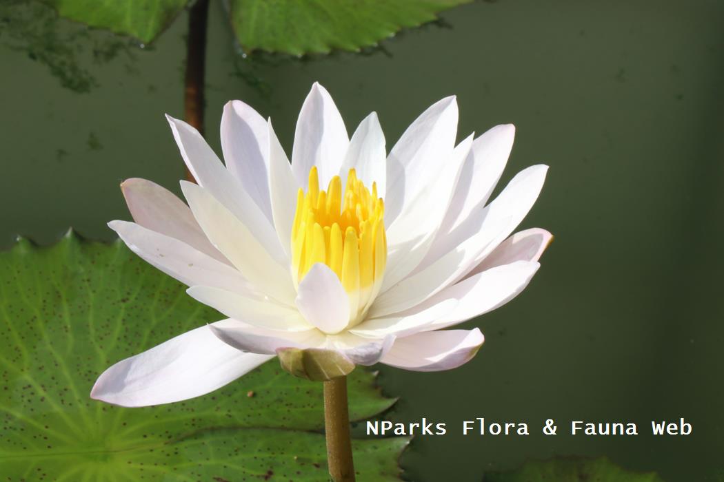 NParks | Nymphaea rudgeana