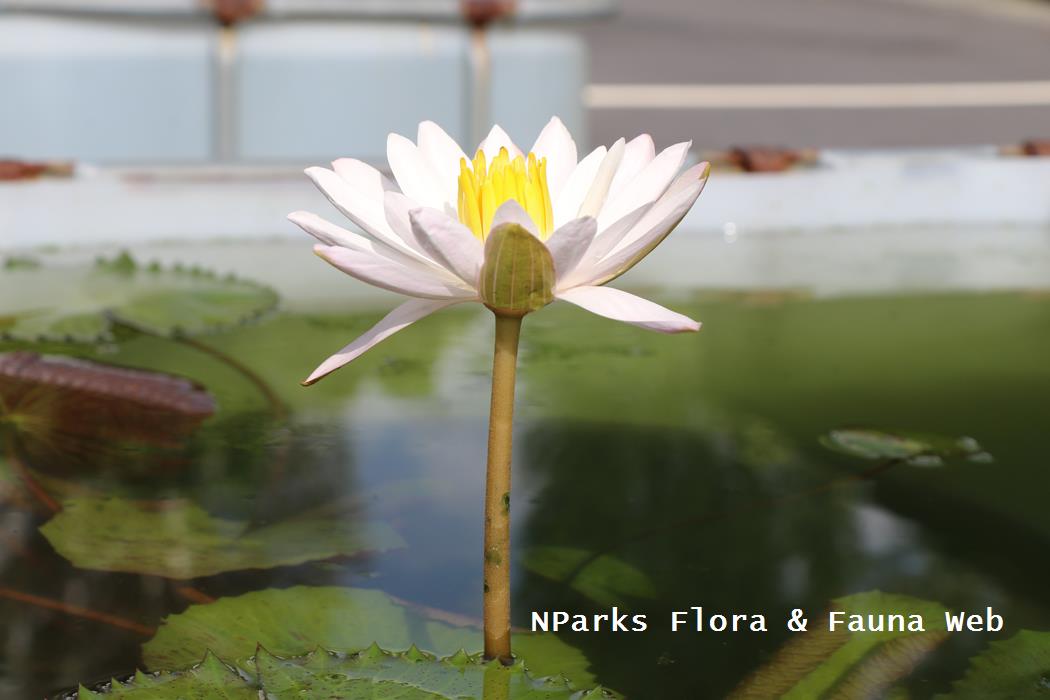 NParks | Nymphaea 'Celon Pink'