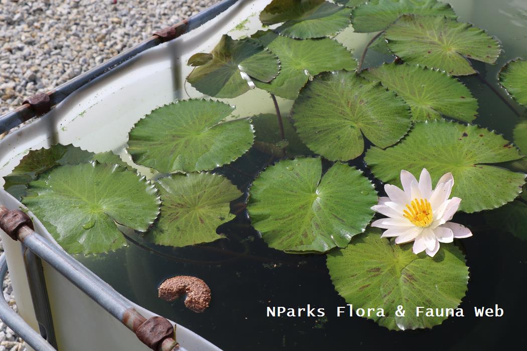 NParks | Nymphaea 'Celon Pink'