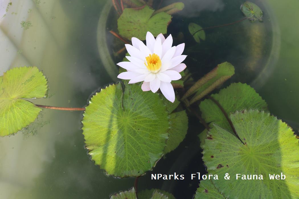 NParks | Nymphaea 'Celon Pink'
