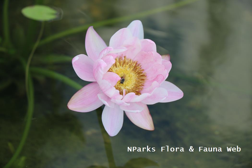 NParks | Nymphaea 'Red Flare'