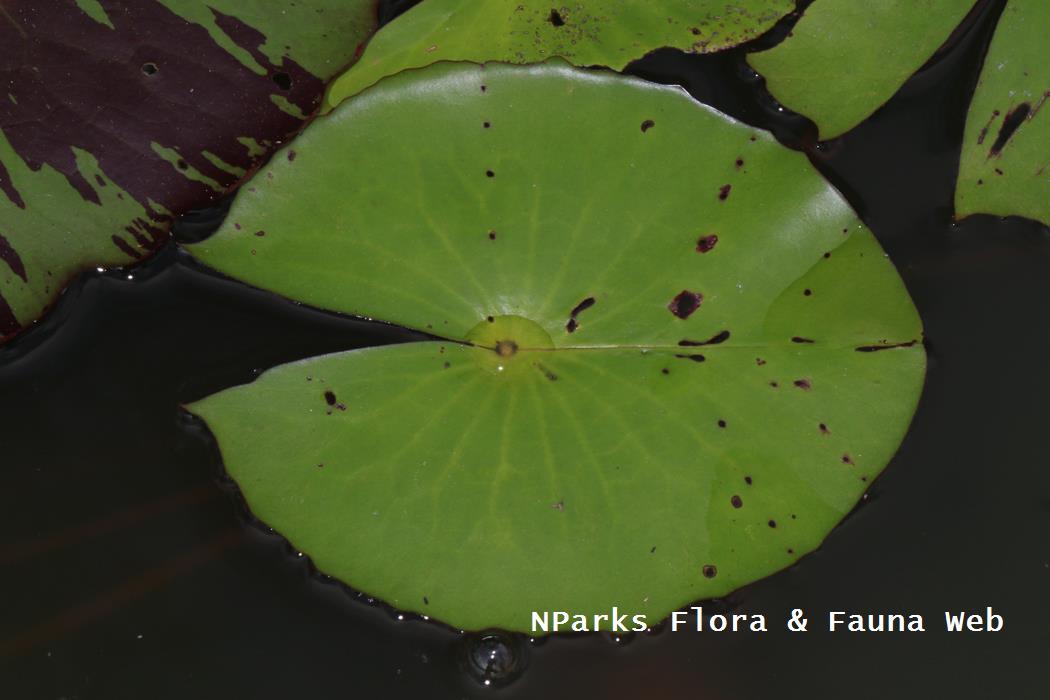 NParks | Nymphaea 'Islamorada'