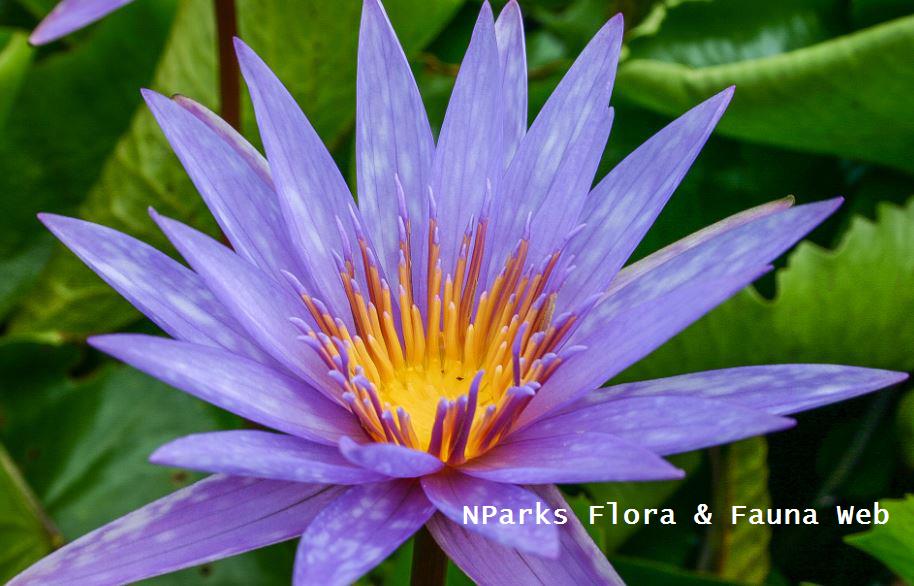 NParks | Nymphaea 'Islamorada'
