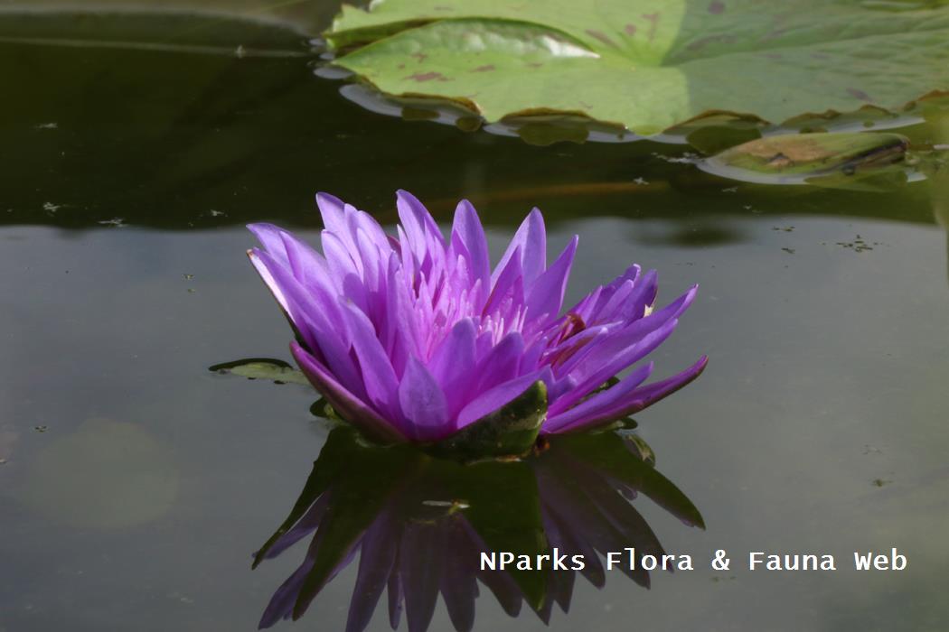 NParks | Nymphaea 'King of Siam'